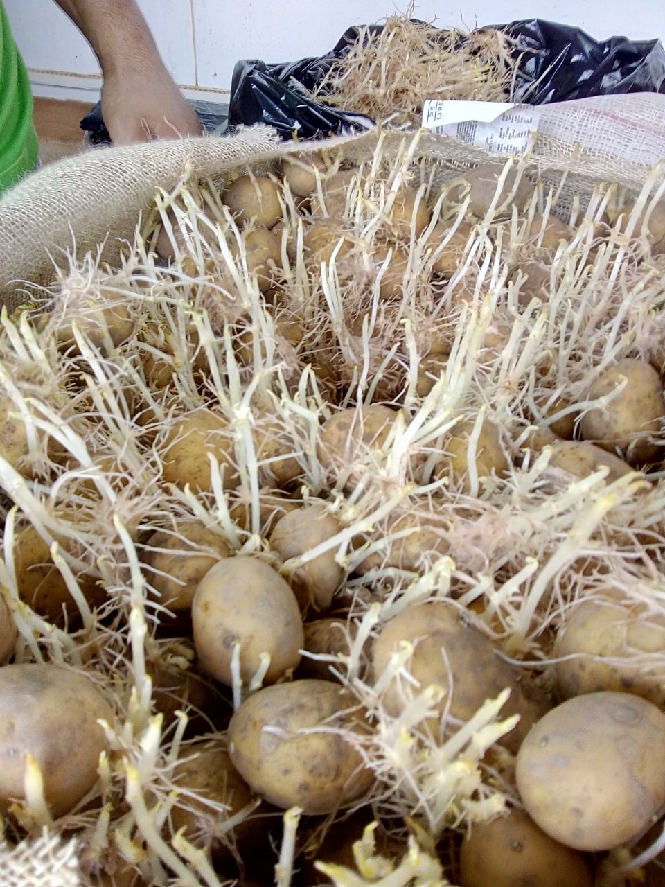 Broto/Batata-Semente: Antes Lixo, Agora Semente E Renda | Tecnologias ...